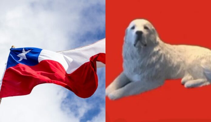 ¡Chile es un perrito!: Gracias a un programa de inteligencia artificial ...