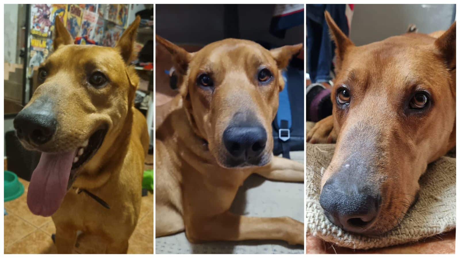 "Está súper sanito": Agrupación de perritos comunitarios de la UCN ...