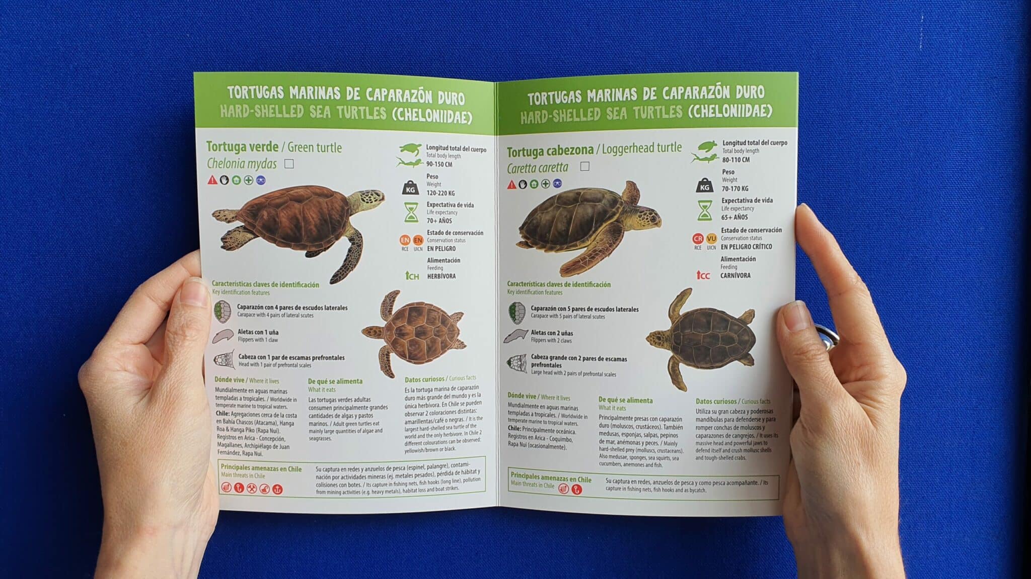 Lanzamiento de la Primera Guía de Tortugas Marinas de Chile: una ...